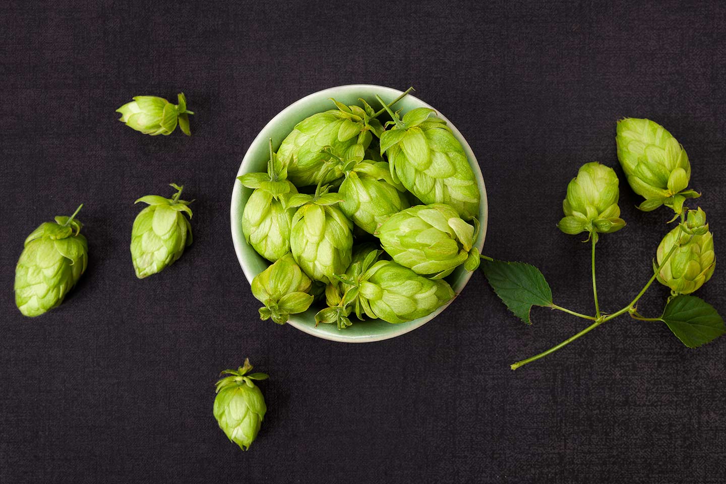 Lúpulo: el ingrediente no tan secreto - Love Beer